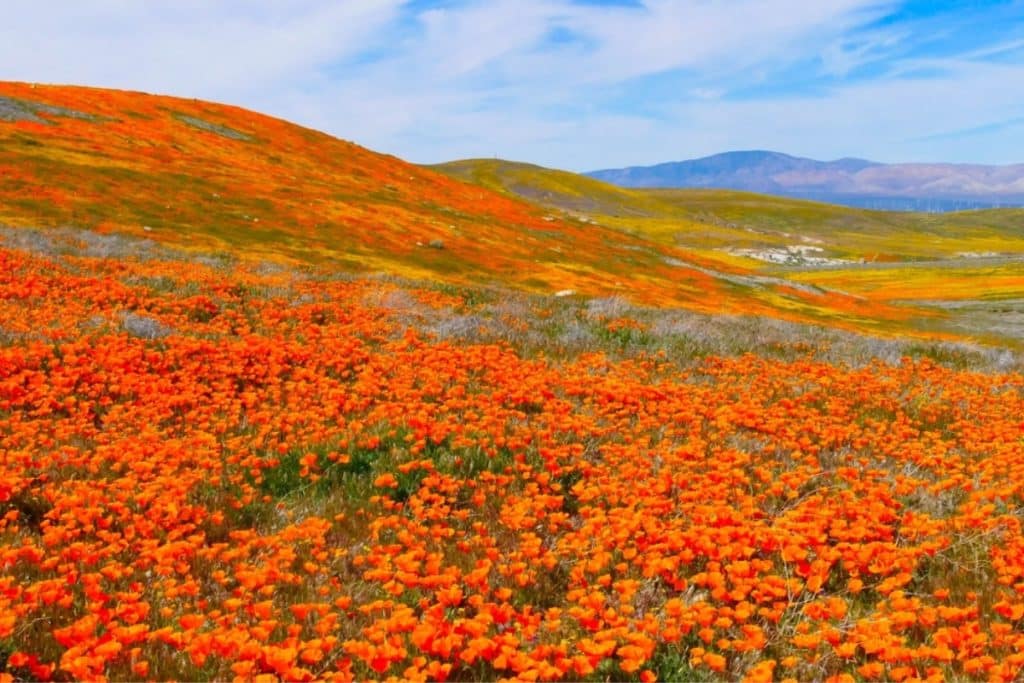 The Absolute Best Things To Do For Spring Break In Los Angeles