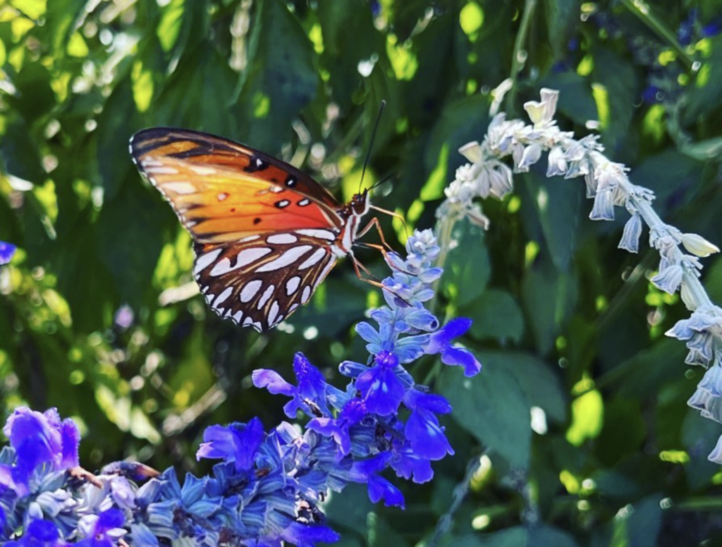 Best Butterfly Gardens In And Near Los Angeles Worth Exploring