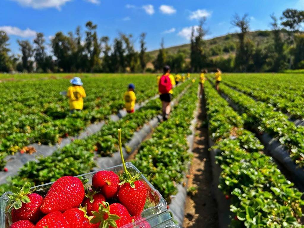 11 Best Farms For Strawberry Picking Near Los Angeles (2025)