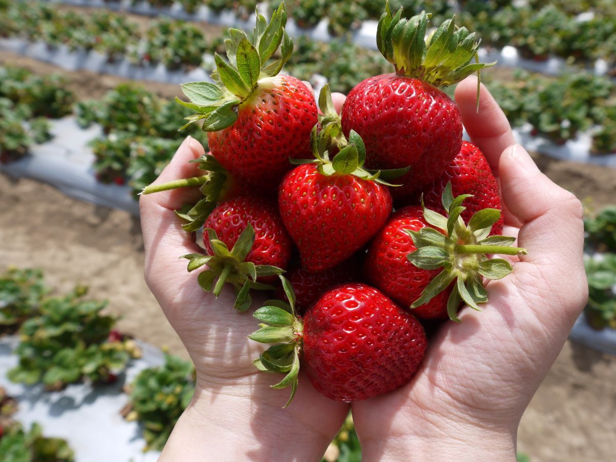 11 Best Farms For Strawberry Picking Near Los Angeles (2025)