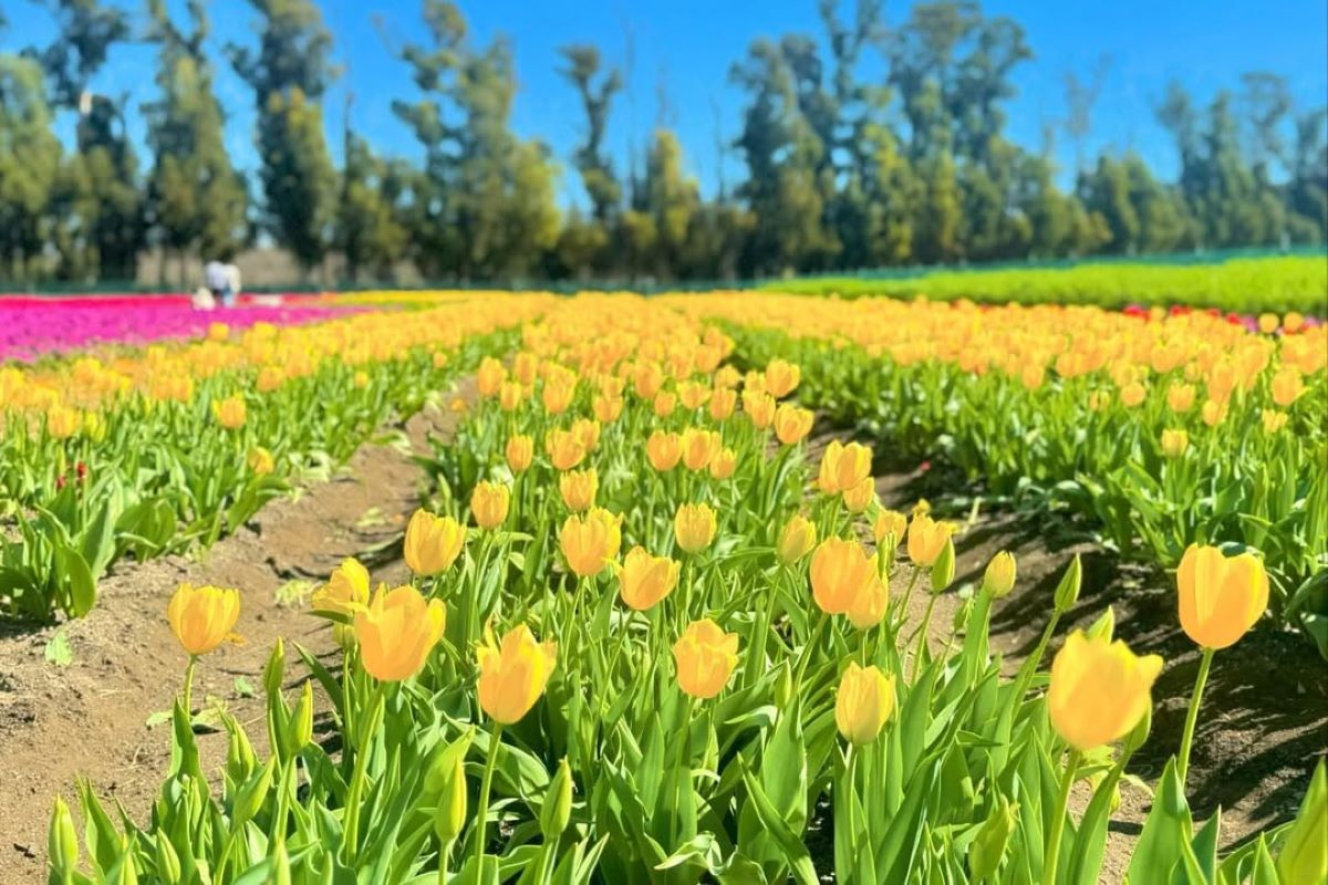 Field Of Tulpis