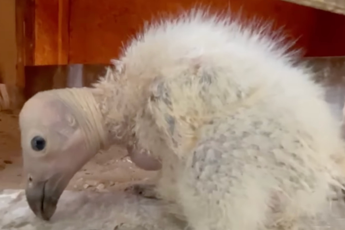 Endangered Condor Chicks Have Hatched At The L.A. Zoo