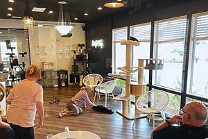 Best Cat Cafes In Los Angeles To Visit Right Meow