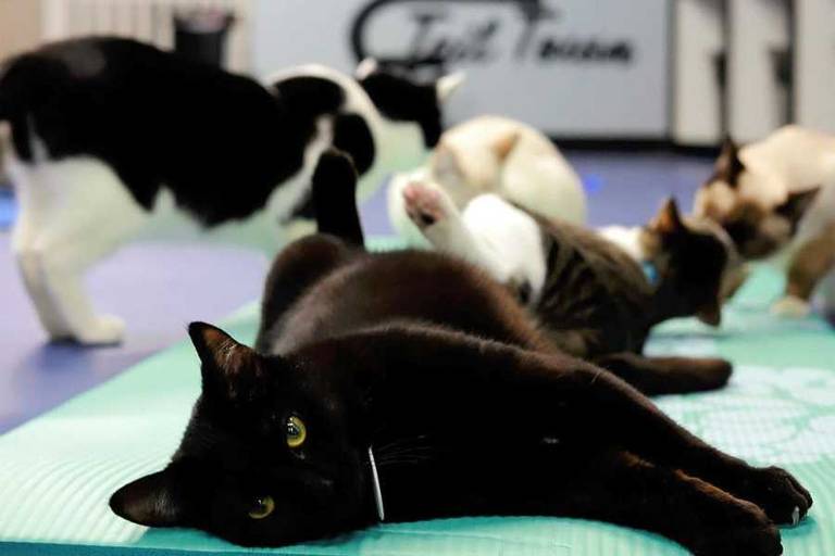 Best Cat Cafes In Los Angeles To Visit Right Meow