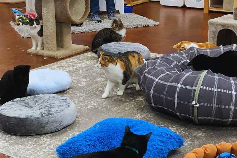 Best Cat Cafes In Los Angeles To Visit Right Meow