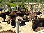 Feed Over 100 Ostriches At This Ostrich Farm Near Solvang