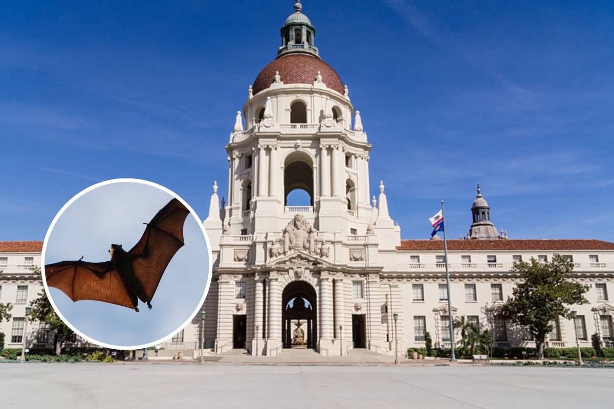 A Rabies-Infected Bat Has Been Found In Pasadena: How To Stay Safe