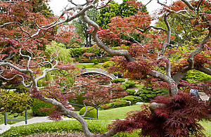 9 Best Places To See Fall Foliage In Los Angeles This Season