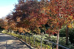 9 Best Places To See Fall Foliage In Los Angeles This Season