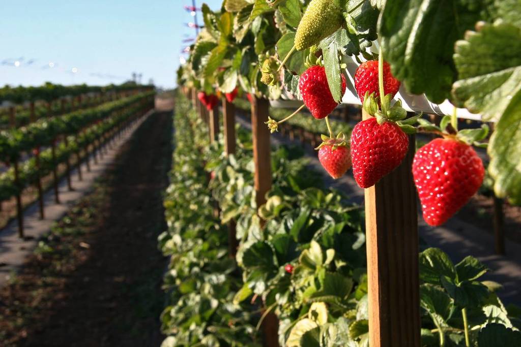 Where To Go Fruit Picking Around Los Angeles