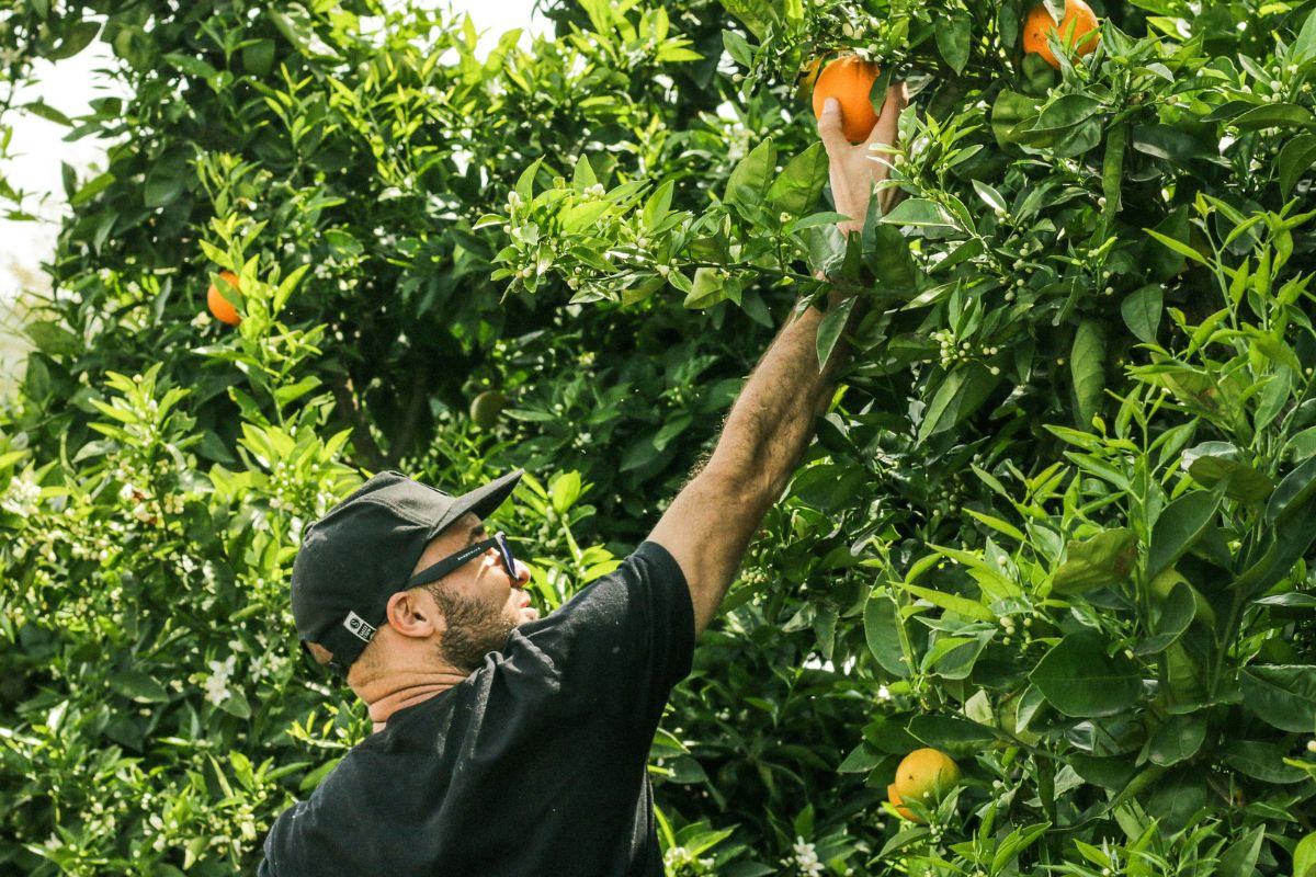 Where To Go Fruit Picking Around Los Angeles