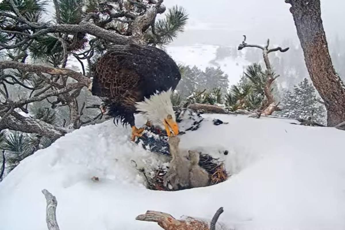 24/7 Livestream Of Bald Eagle Babies In Big Bear In Real Time