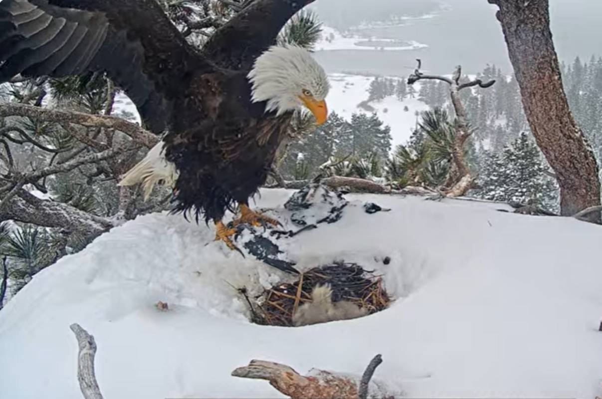 24/7 Livestream Of Bald Eagle Babies In Big Bear In Real Time