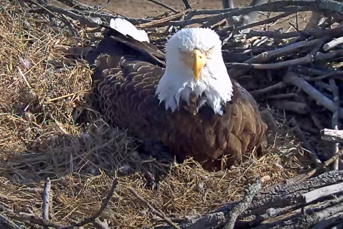 Watch More Bald Eagle Chicks Hatch This Week Via Live Cam