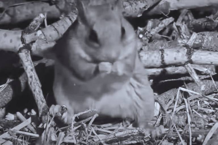 The Latest Update On The Viral Beloved Baby Eaglets In Big Bear