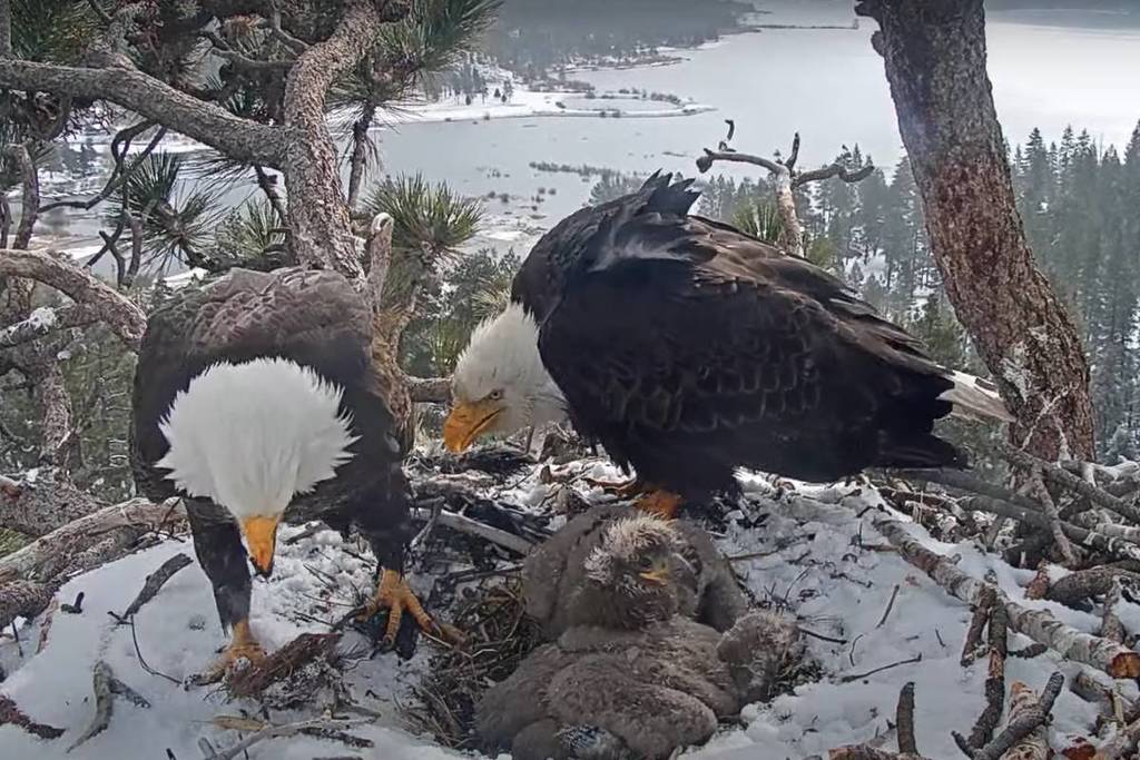 Big Bear's Famous Bald Eagle Babies Now Officially Have Names