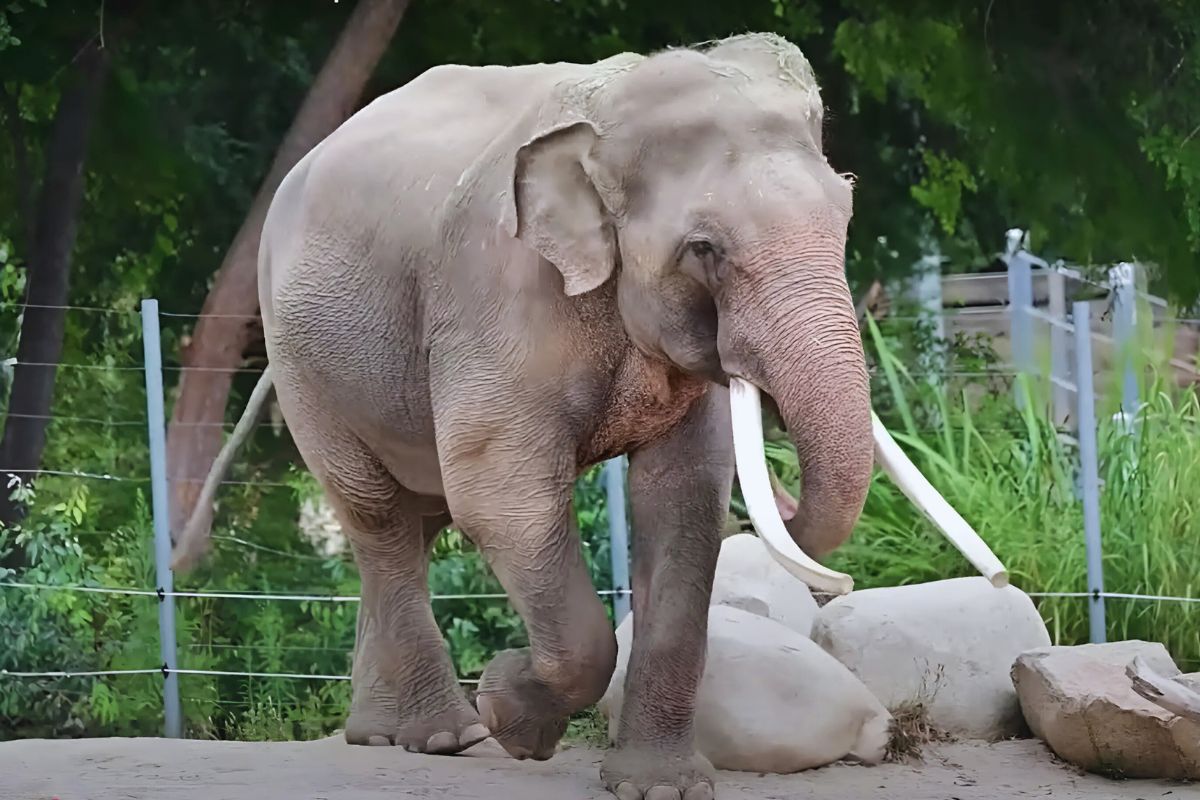 The Last Two Elephants At The LA Zoo Are Moving To Tulsa