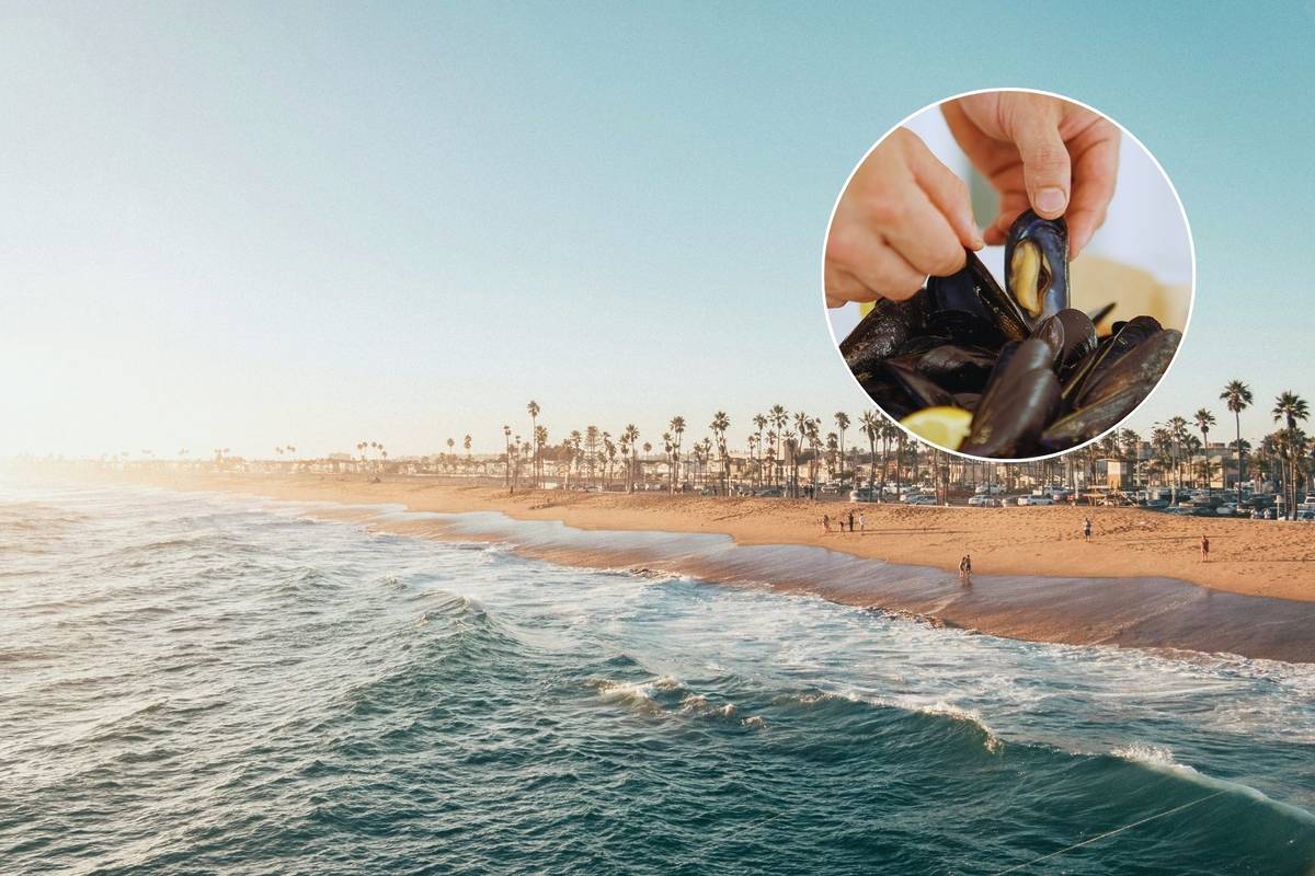 Public Health Warning For Harvested Shellfish In SoCal