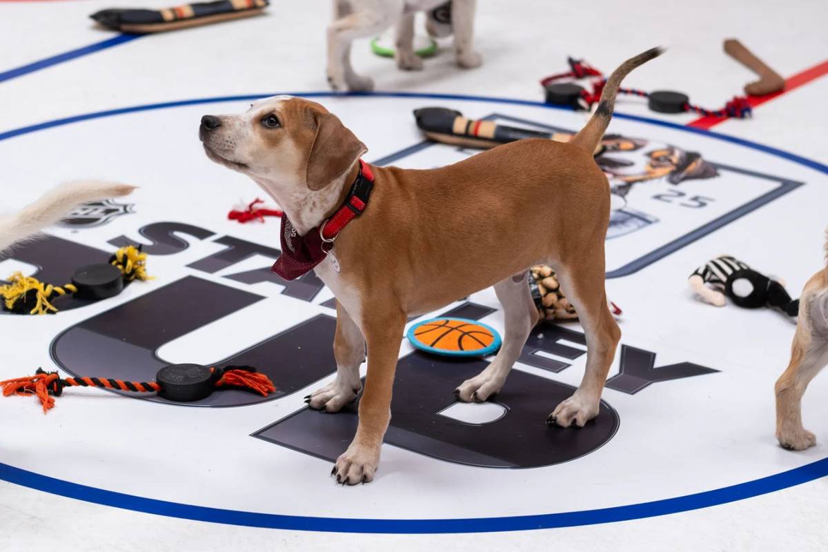 Dónde ver el Stanley Pup 2025