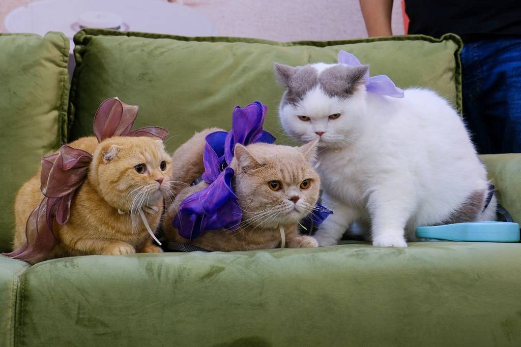 The World’s Biggest CatCon Returns To L.A. This Summer
