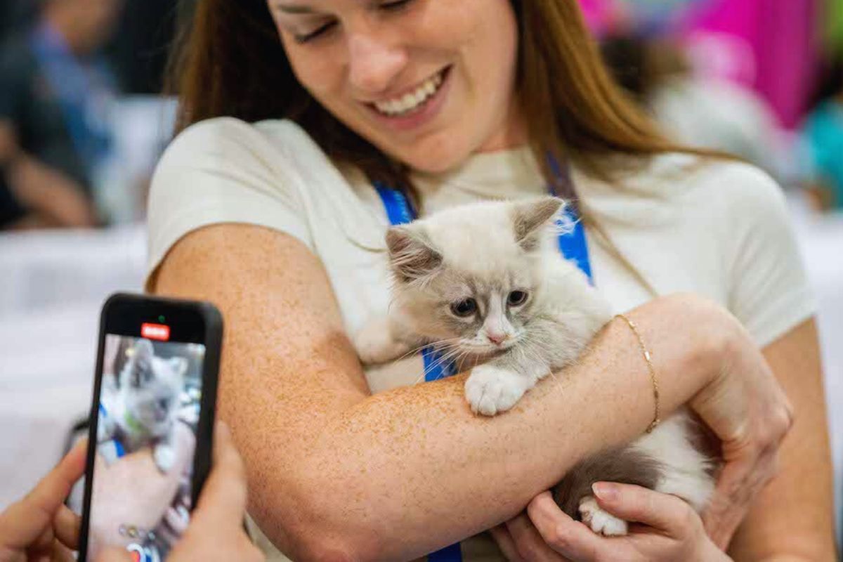 The World’s Biggest CatCon Returns To L.A. This Summer