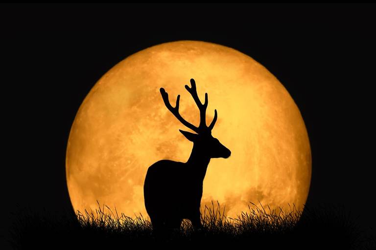 The Mystical 'Buck Moon' Will Light Up L.A.’s Night Sky This Week