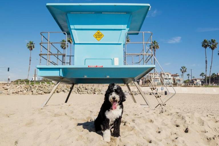 The Second Best Dog-Friendly Beach In The U.S. Is In OC
