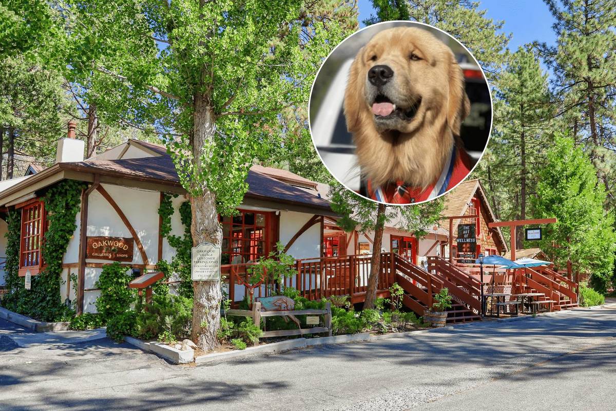 Idyllwild, California Is Governed By A Dog Named Mayor Max