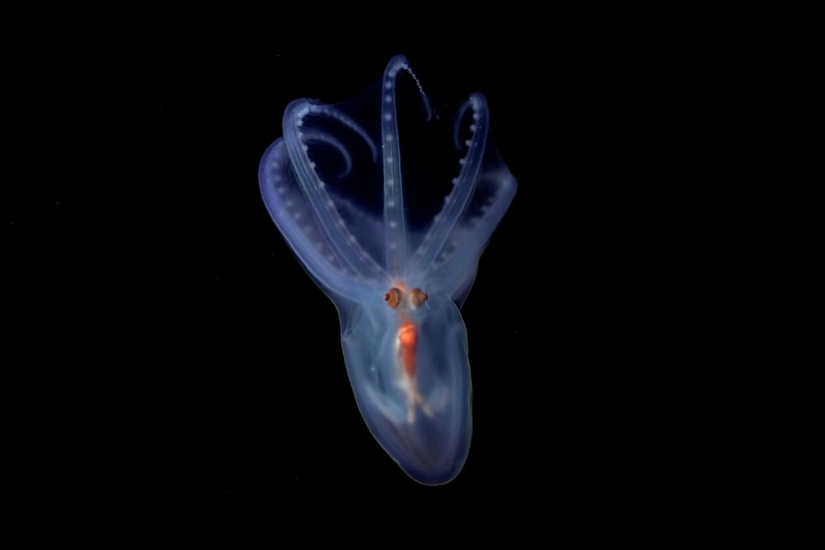 A California Nonprofit Is Behind This Viral Deep Sea Exploration Livestream