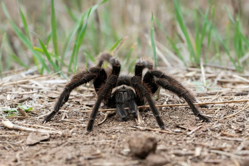 Des dizaines de milliers de tarentules arrivent à Los Angeles