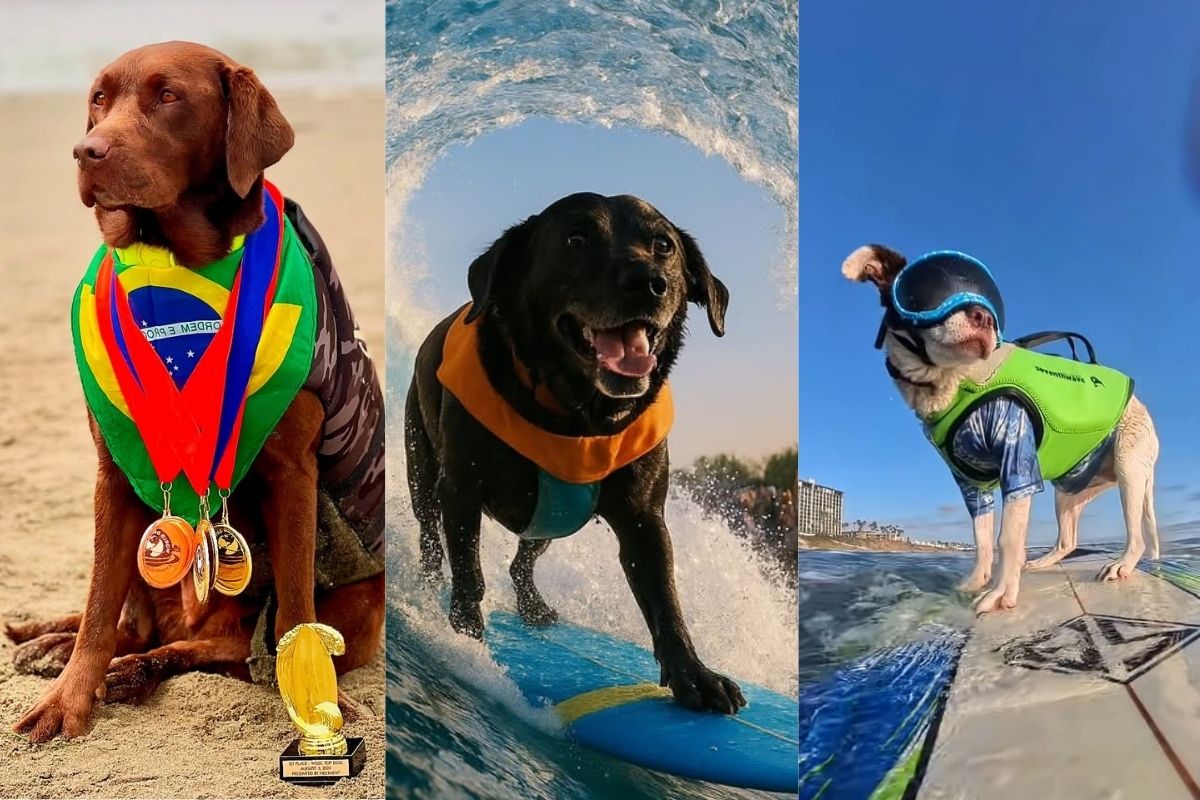 World Dog Surfing Championships 2025 Winners