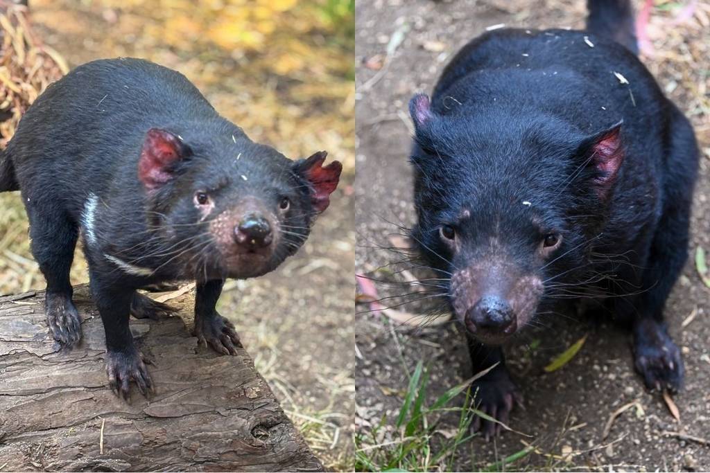 The L.A. Zoo Is The New Home Of Two Tasmanian Devils