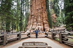 The World’s Largest Tree Stands 275 Feet Tall 4 Hours From L.A.