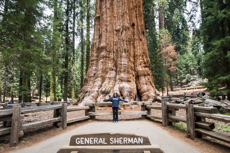 The World’s Largest Tree Stands 275 Feet Tall 4 Hours From L.A.