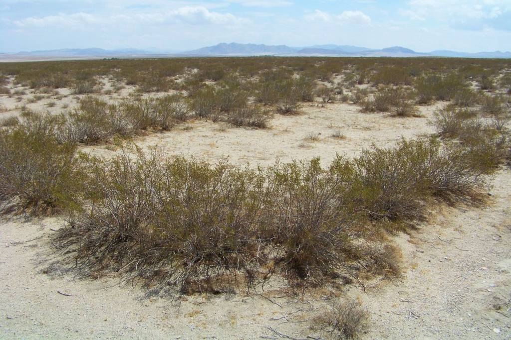 The Oldest Living Bush On Earth Is Just 2 Hours From L.A.