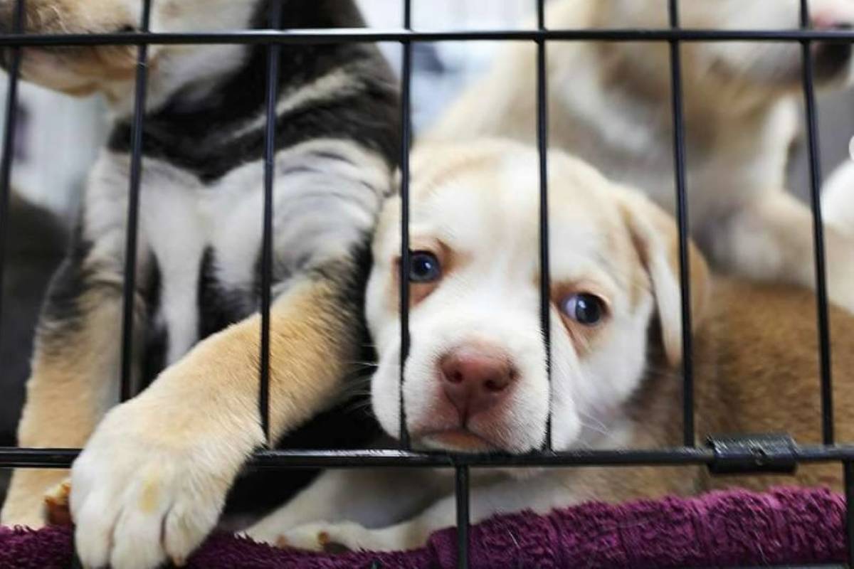 L.A. Initiates New Innovative Efforts To Save At-Risk Shelter Animals