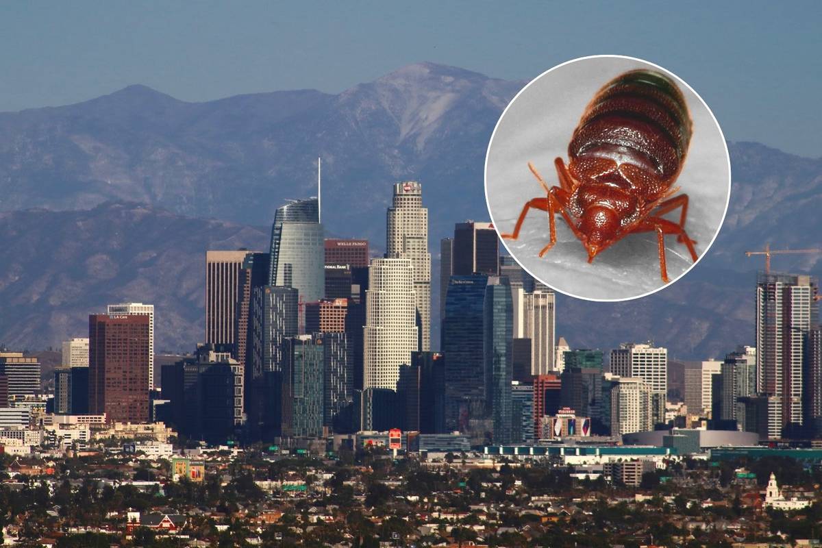 L.A. Is Officially One Of America’s Most Bed Bug-Infested Cities