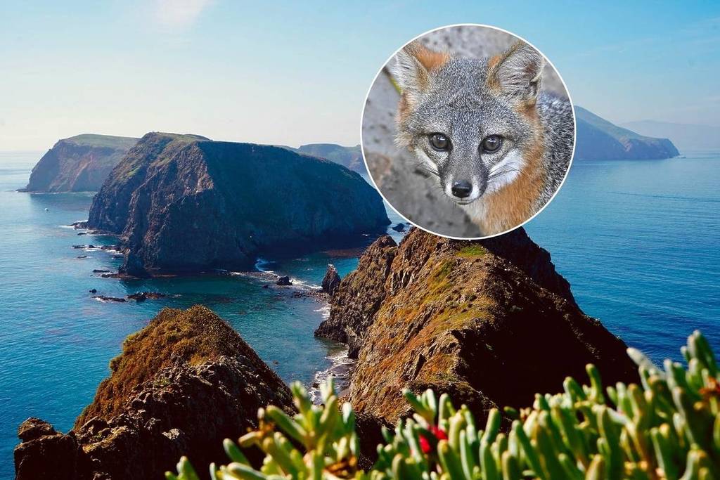 The Rare Channel Islands Fox Has A Subspecies On Each Island