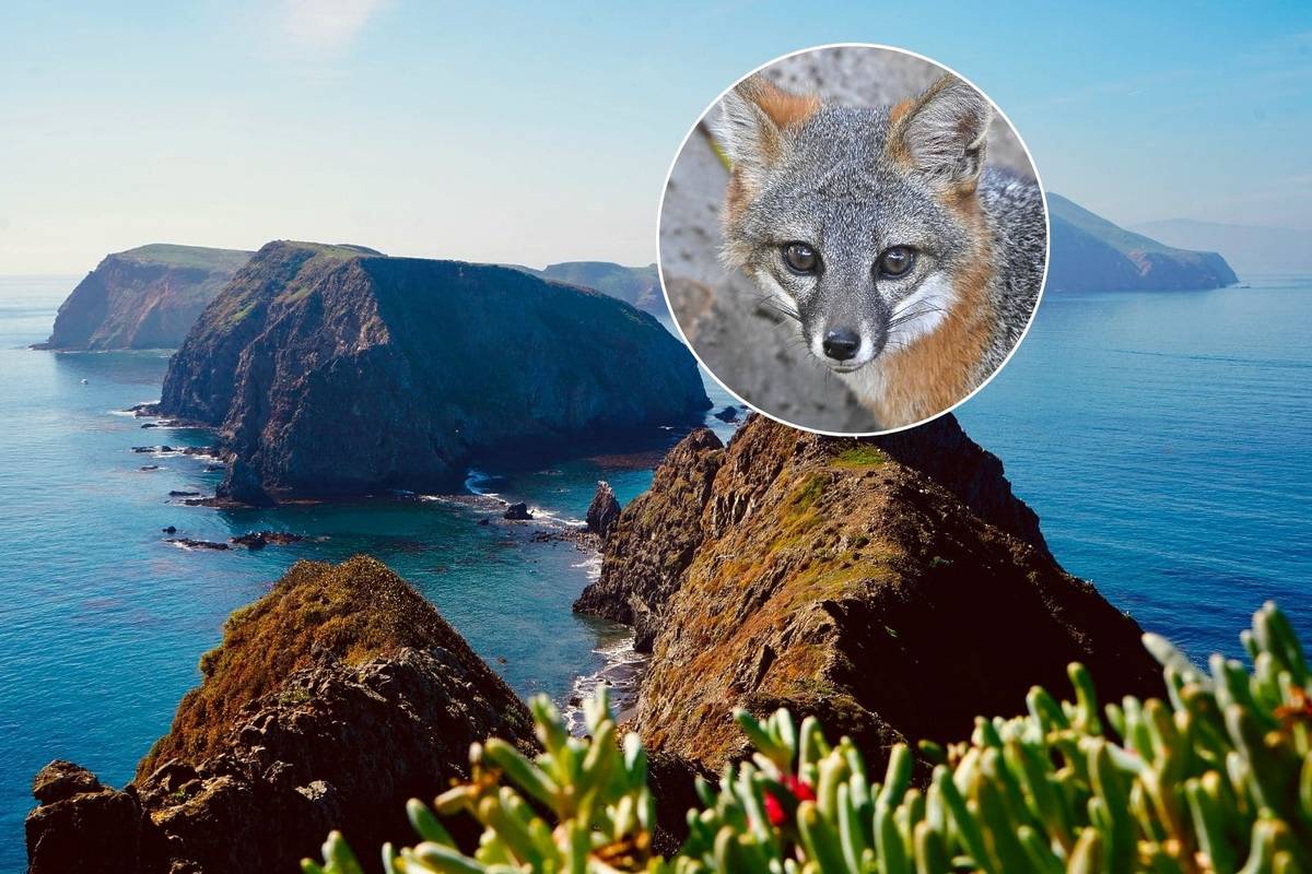 The Rare Channel Islands Fox Has A Subspecies On Each Island