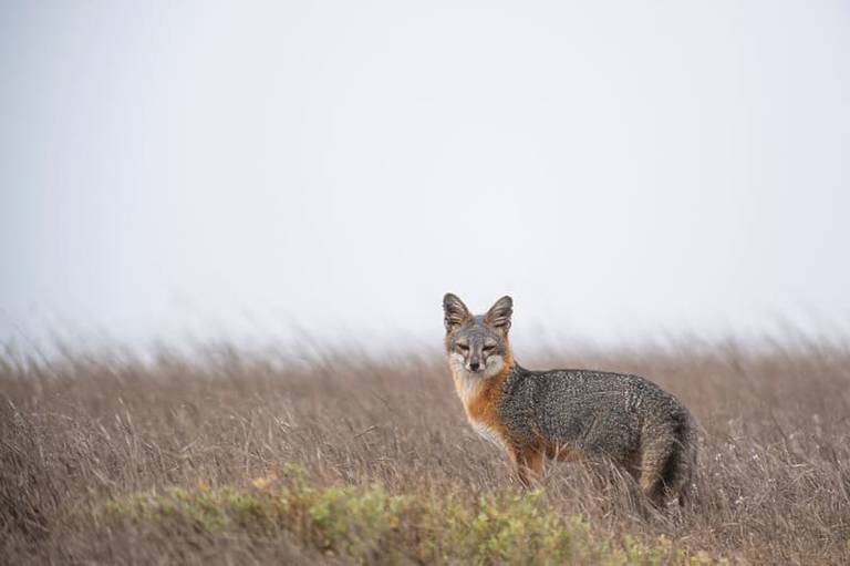 The Rare Channel Islands Fox Has A Subspecies On Each Island