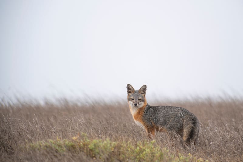 The Rare Channel Islands Fox Has A Subspecies On Each Island