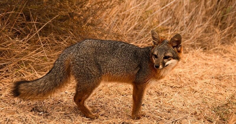 The Rare Channel Islands Fox Has A Subspecies On Each Island