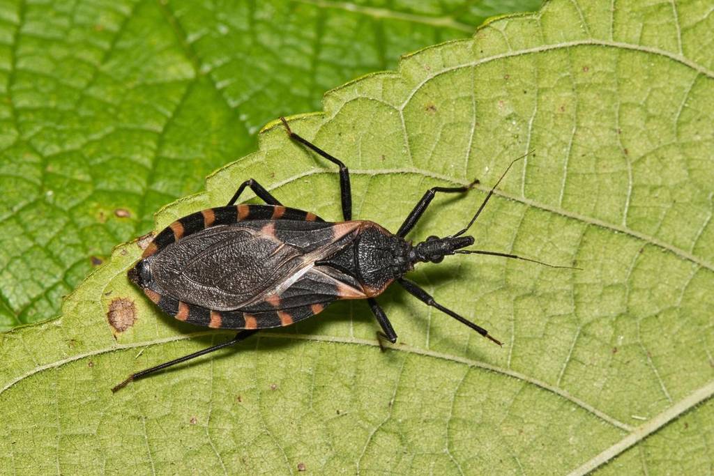 California Leads In ‘Kissing Bug’ Disease Cases Nationwide