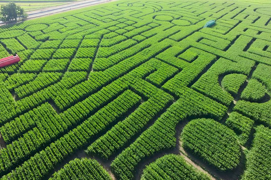 Once The World’s Largest Corn Maze, This 63-Acre California Spot Is Perfect For Halloween — So ...