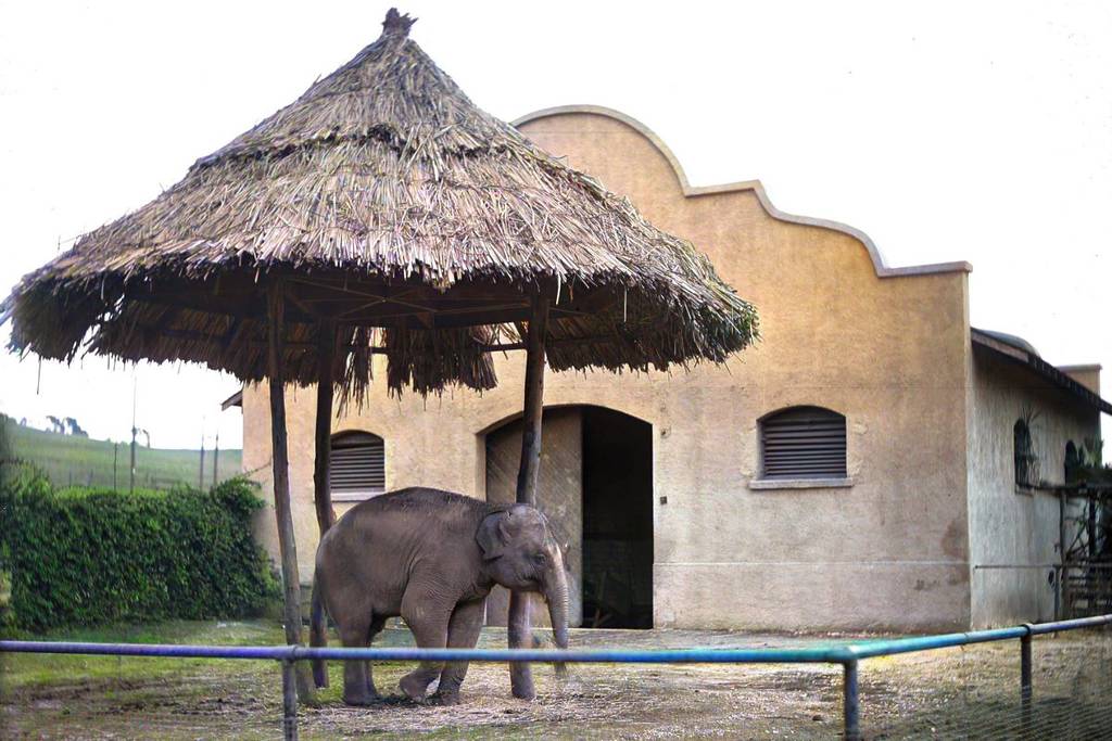 Lincoln Heights Once Hosted The World’s First Zoo For Hollywood Animals ...