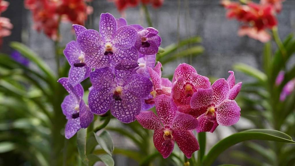 The 2025 Orchid Show at Huntington Garden In Los Angeles