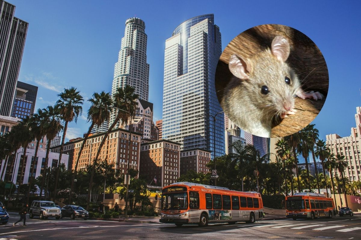Los Angeles Tops The Nation For 'Rodent' Service Searches — Beating Out ...