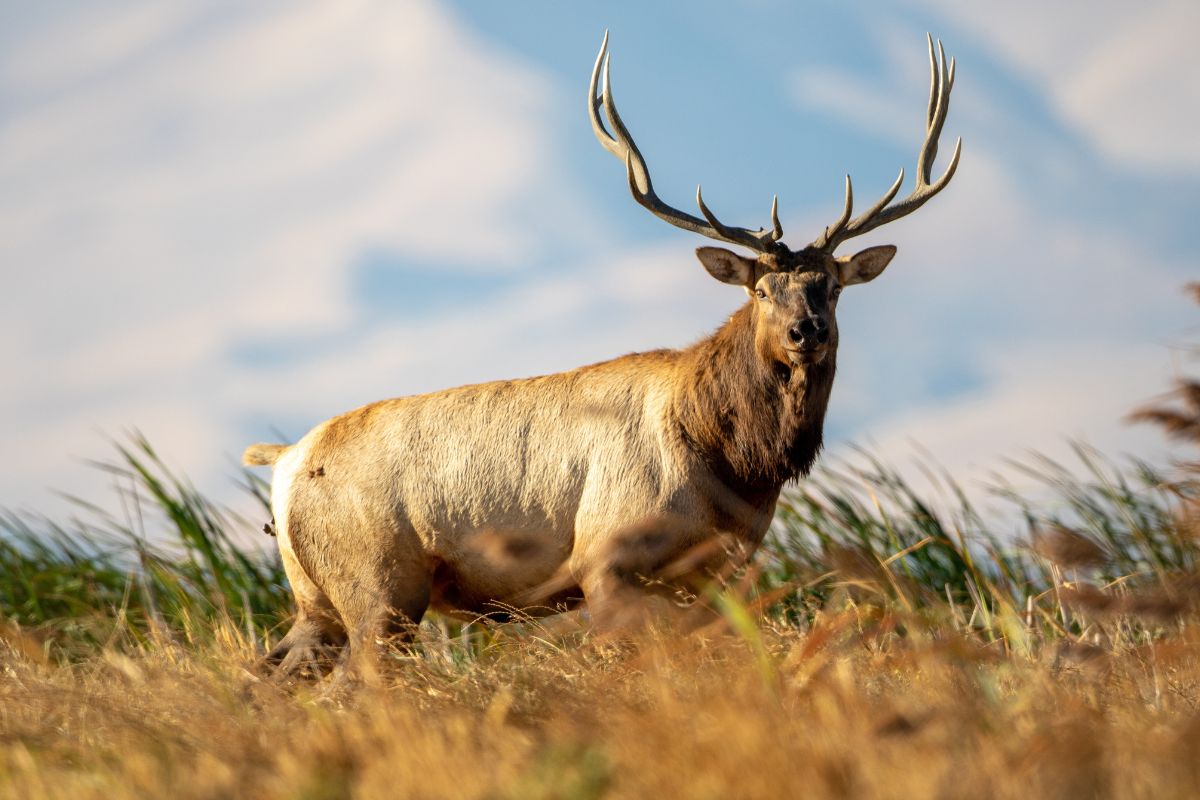 Tule Elk Roam Free In The Sierra Foothills — Following California's ...