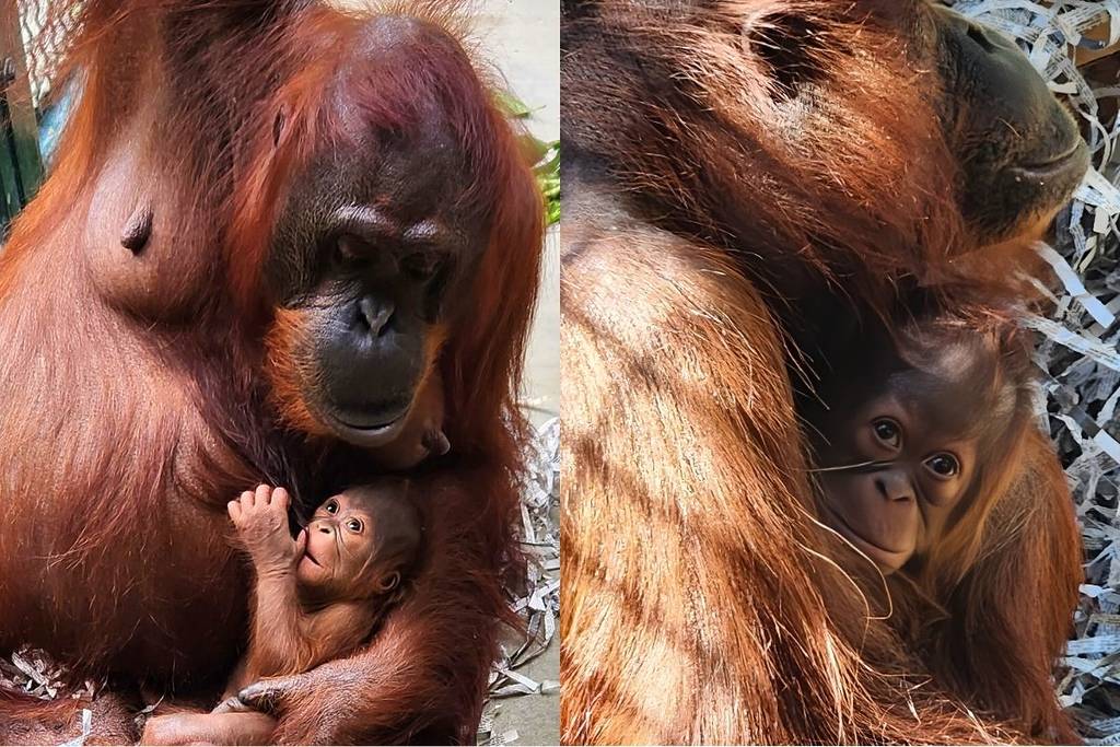 The L.A. Zoo Welcomes Its First Baby Orangutan In Nearly 15 Years — The Species Shares 97% Of ...
