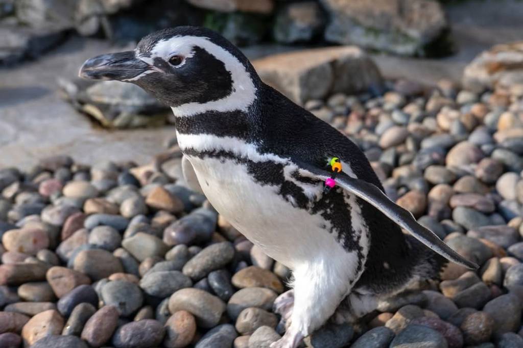 El Aquarium Of The Pacific da la bienvenida a Rosie: una nueva pingüina ...